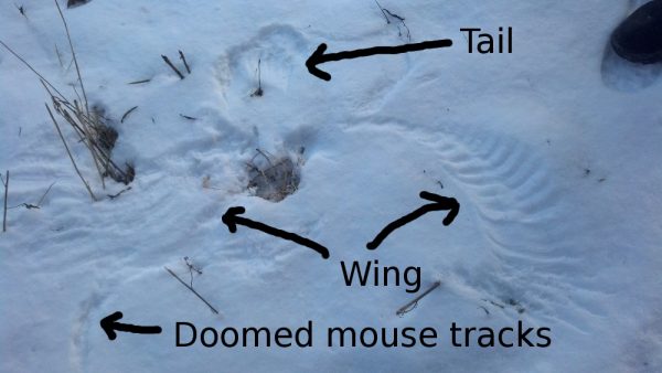 Owl imprint in the snow – Alaska Adventure Books